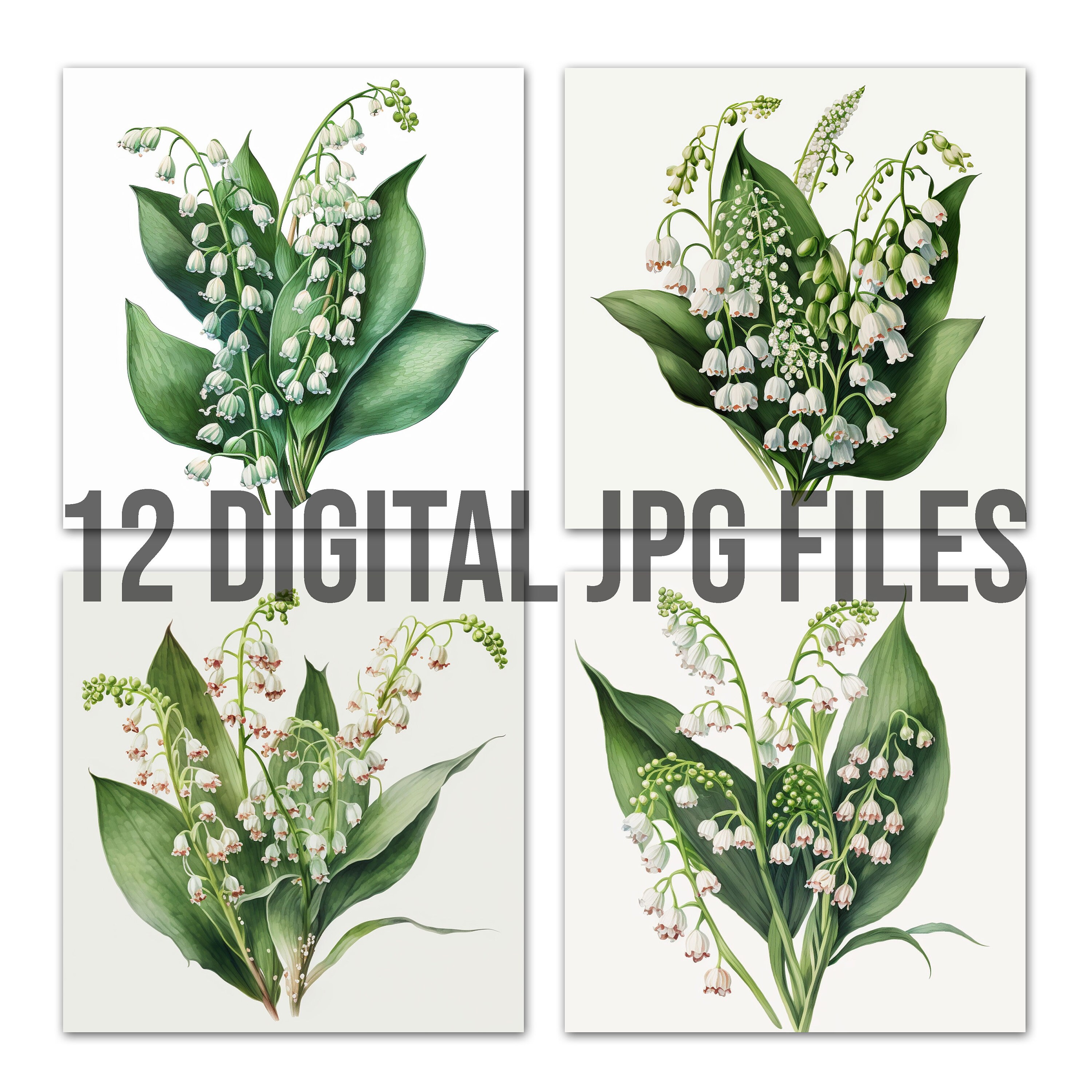 Watercolor Lily Illustration Bundle Collection HQ Lily of the Valley ...