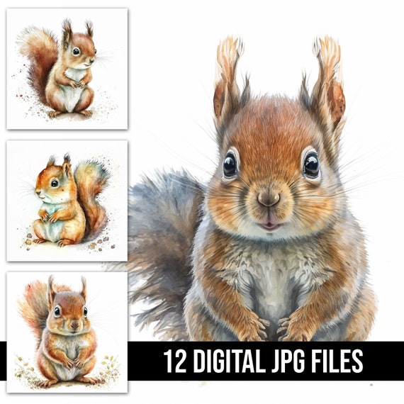 Baby Squirrel Drawing