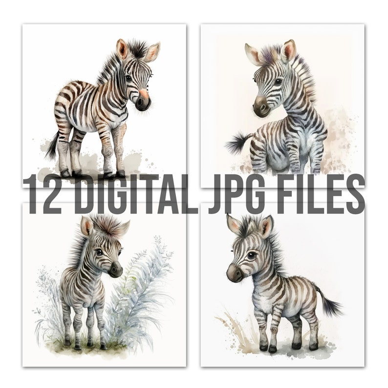 Watercolor Baby Zebra Illustration Bundle Collection High Quality Baby ...