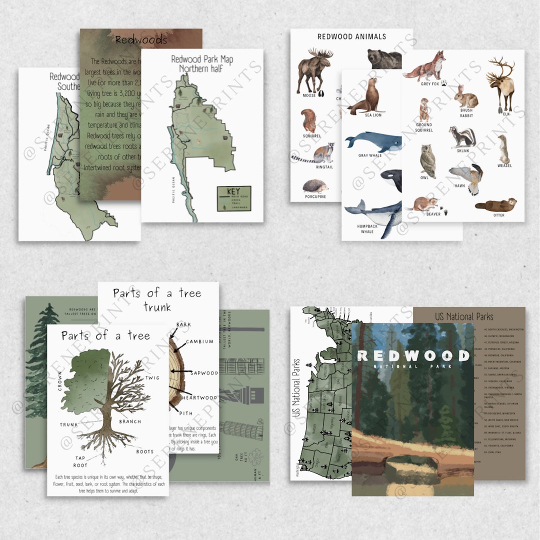 Printable Redwoods National Park Booklet and Card Game Activity for ...
