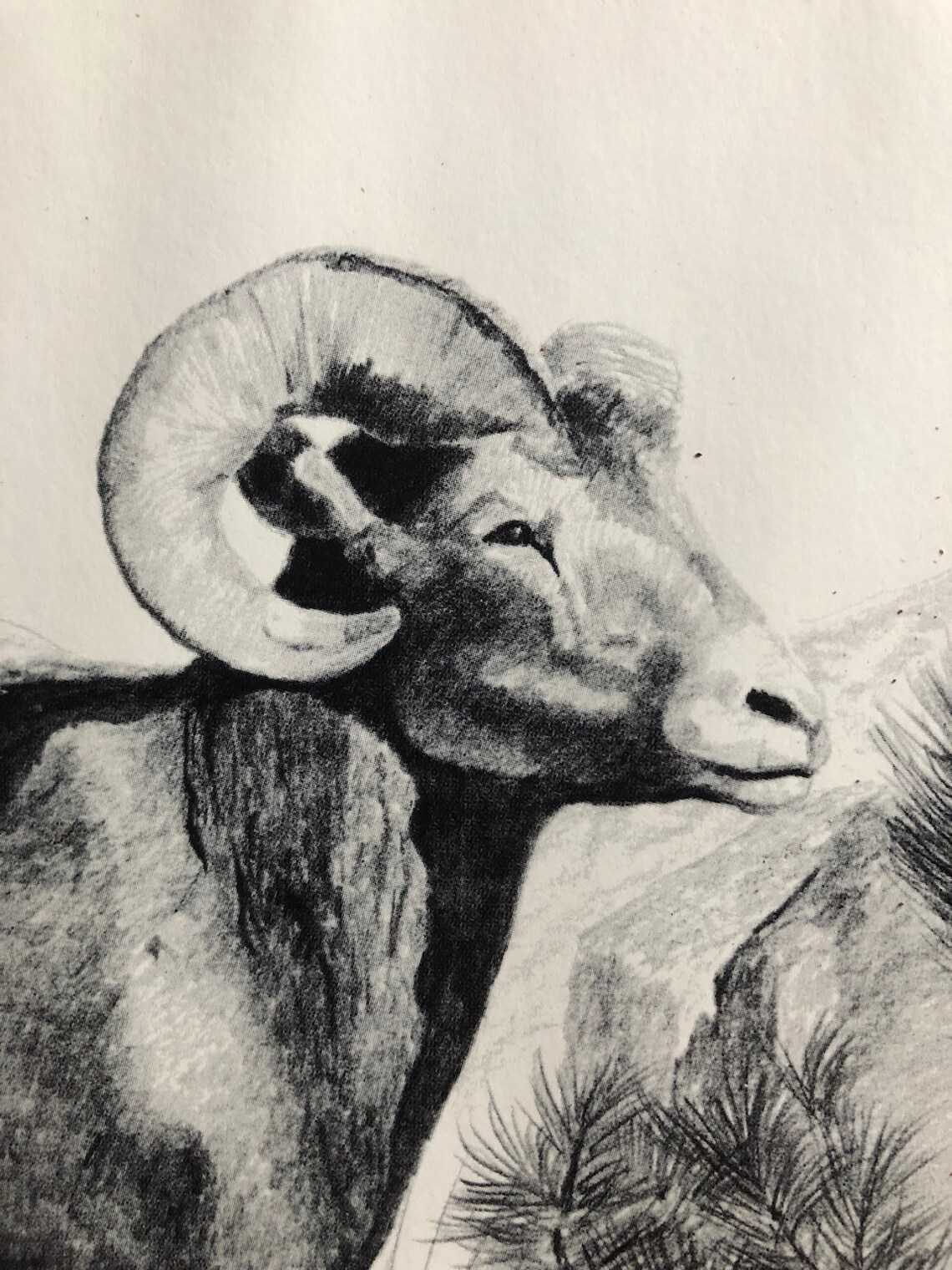 D Noel Smith "surveillance" Drawing of Bighorn Sheep, Signed, Numbered ...