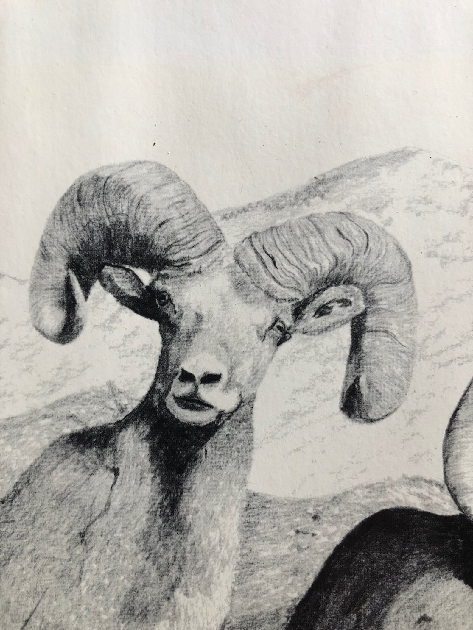 D Noel Smith "surveillance" Drawing of Bighorn Sheep, Signed, Numbered ...