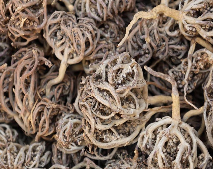 Chajarat Maryam: the Sacred Plant of Feminine Harmony Palm of Mary ...