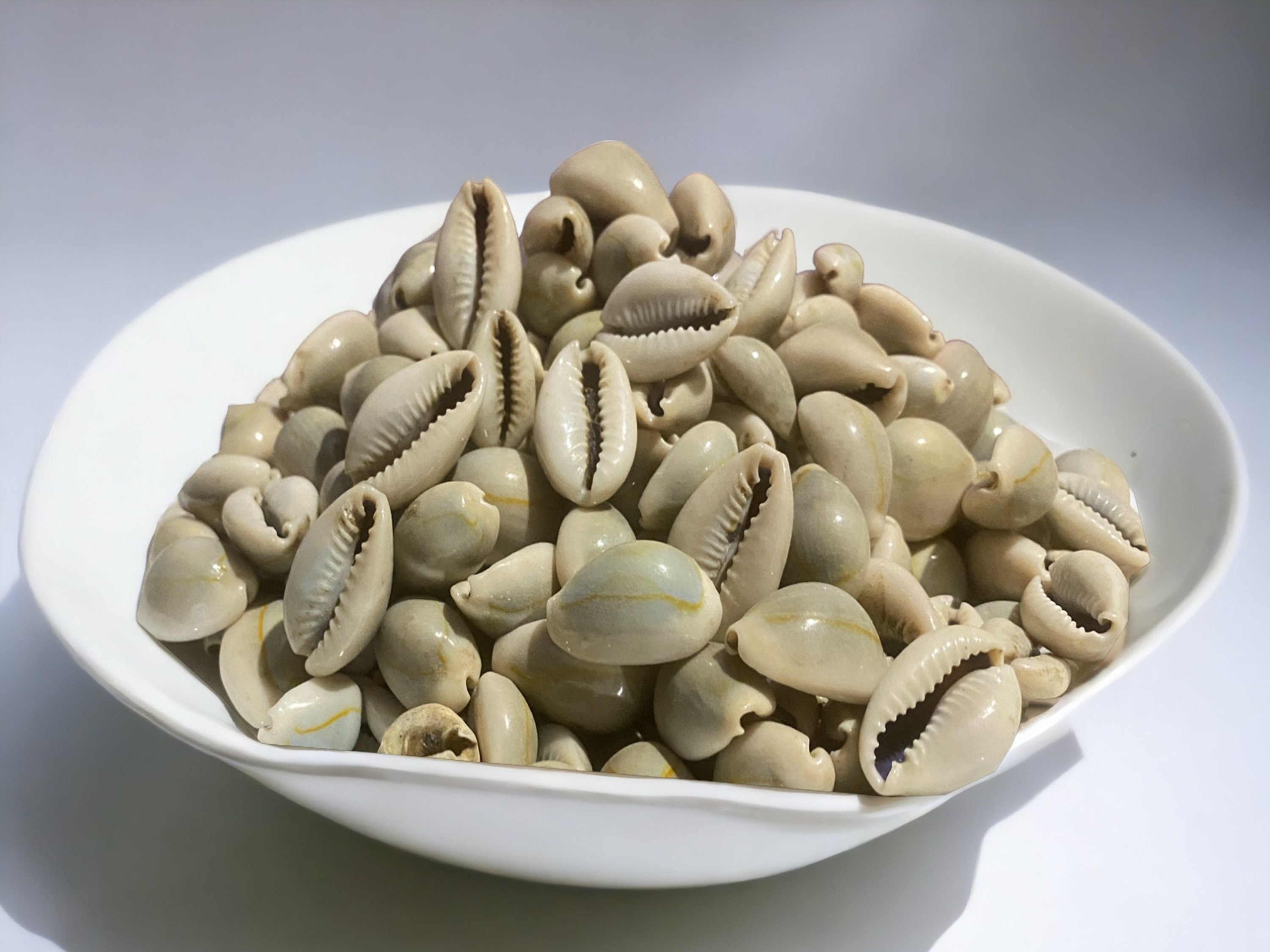 Natural Whole Cowrie Shells El Wadaa El Ouadaa African - Etsy