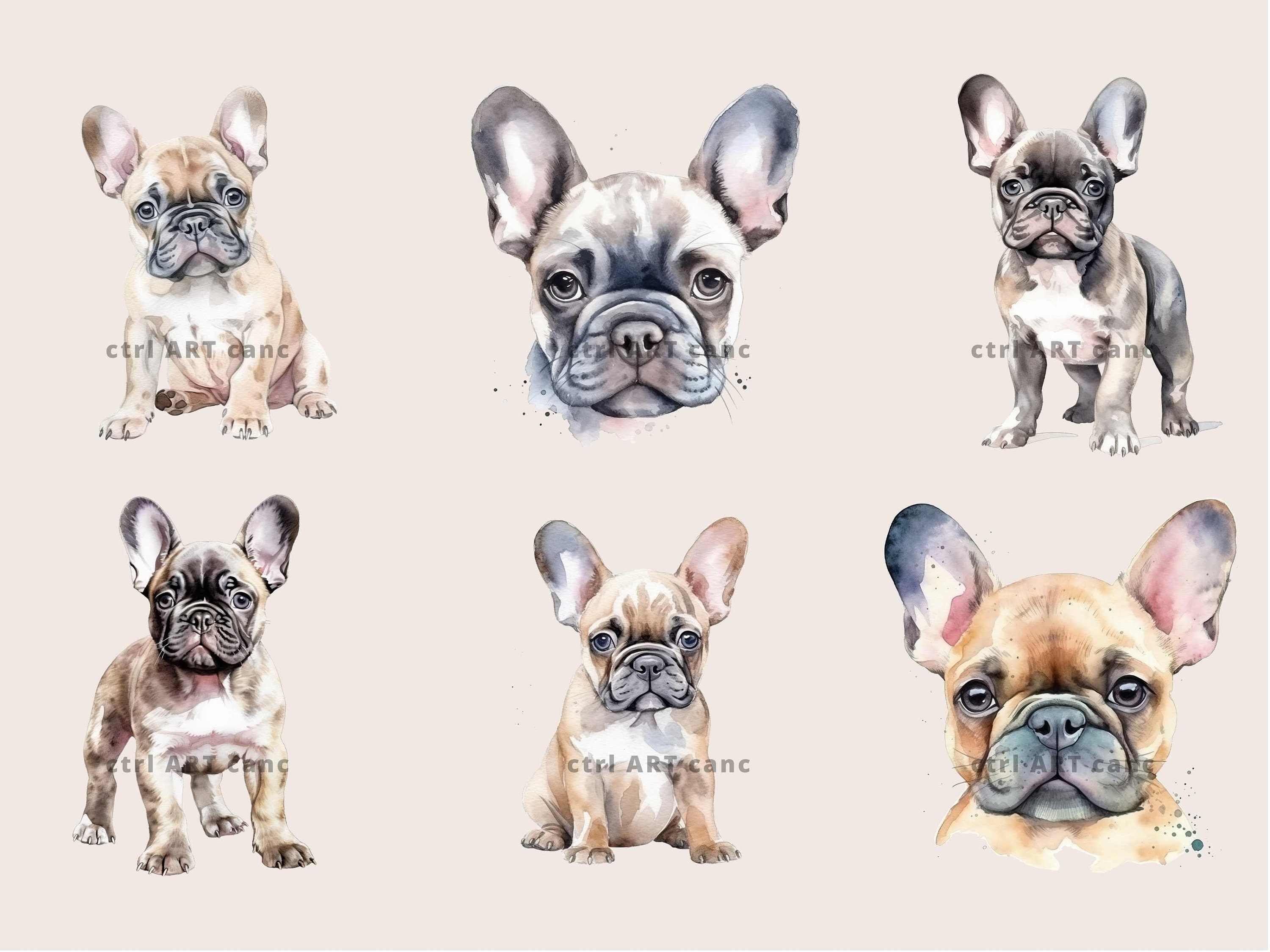 30 French Bulldog Clip Art Watercolor Dog PNG Frenchie - Etsy