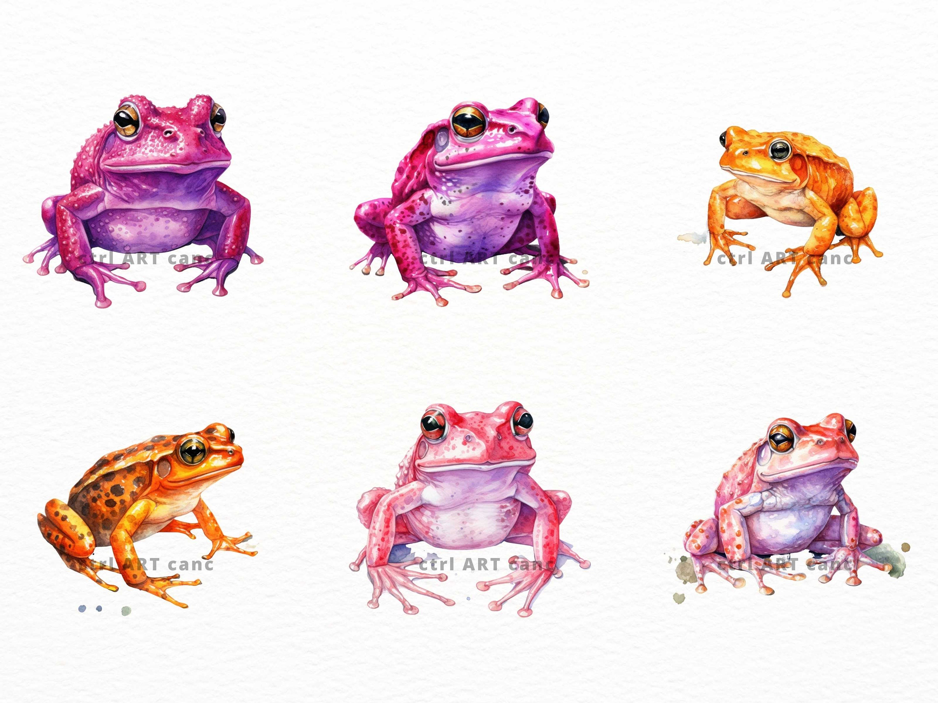 Rainbow Frogs Clipart: 30 Colourful Animal PNG Bundle (digital Download ...