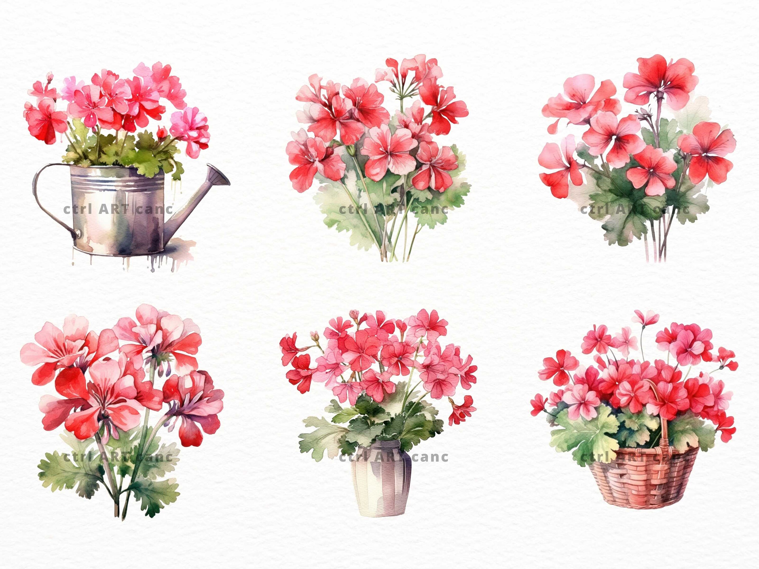 Geranium Clipart Floral Clipart Red Floral Clipart - Etsy