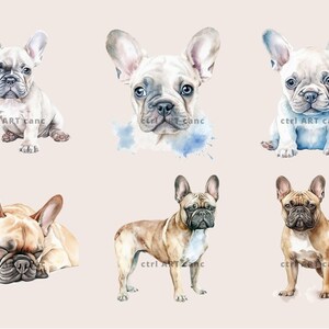 30 French Bulldog Clip Art, Watercolor Dog, PNG, Frenchie, Watercolor ...