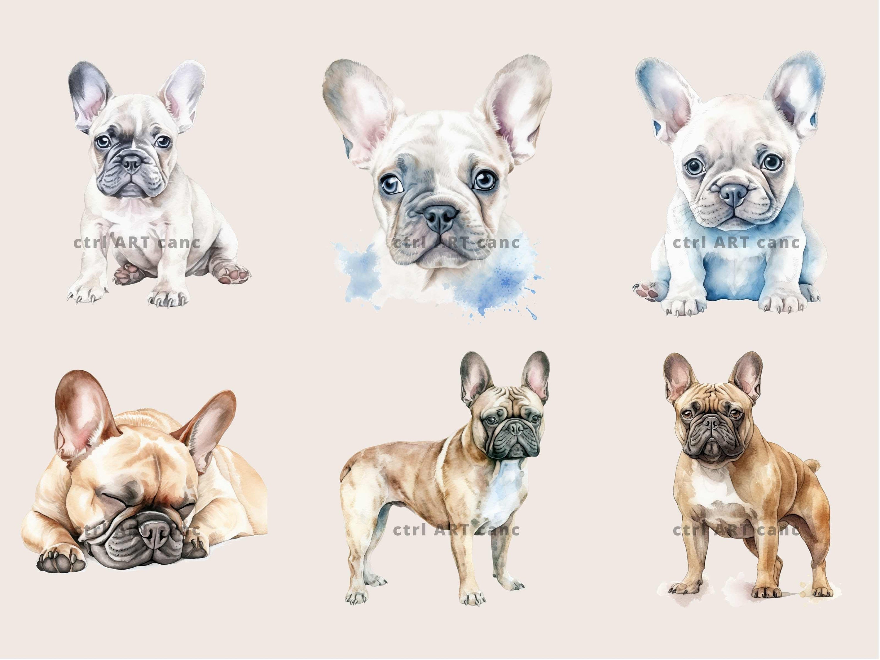 30 French Bulldog Clip Art Watercolor Dog PNG Frenchie - Etsy