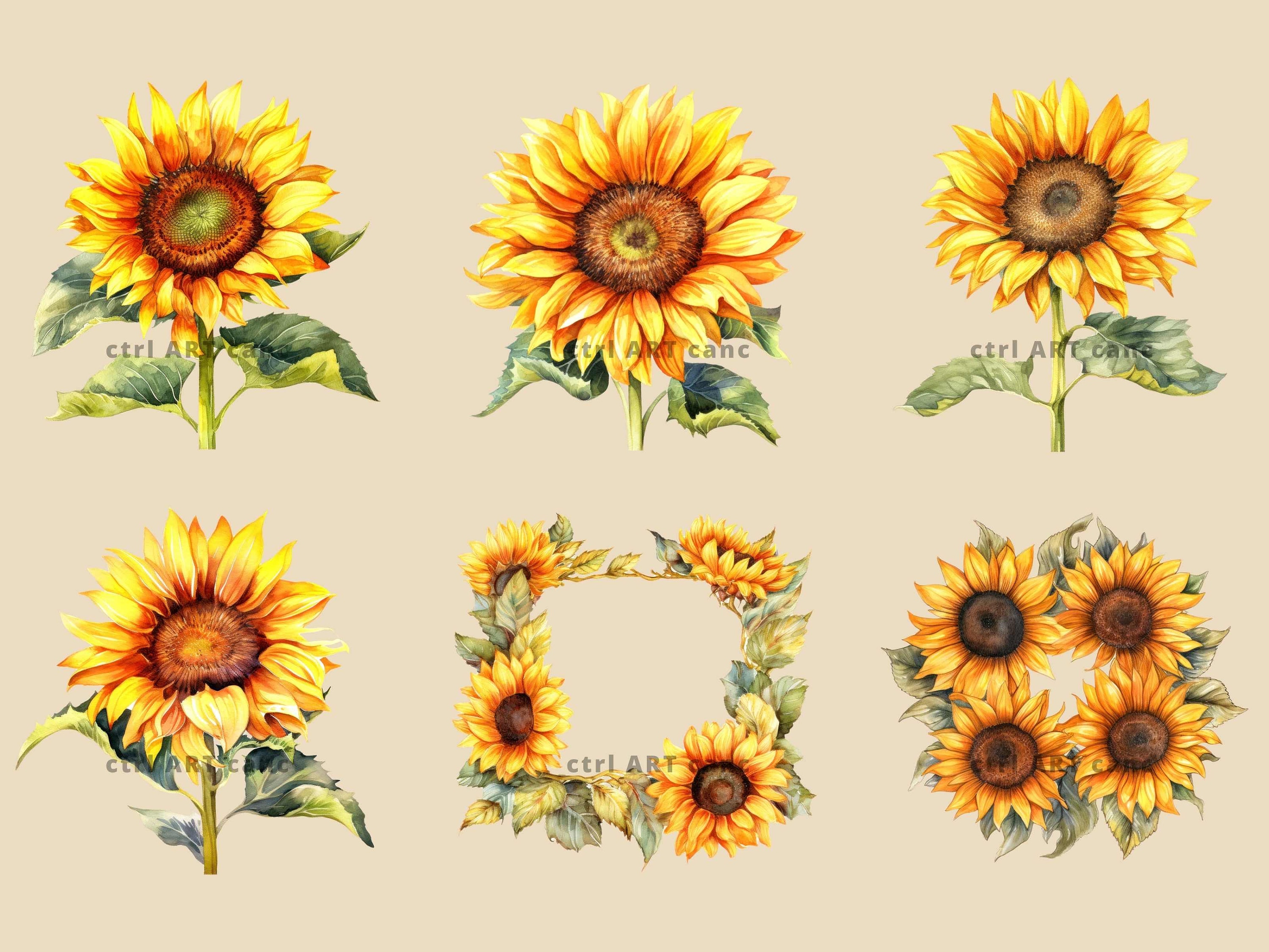 Watercolor Sunflower Clipart: Yellow Flower PNG Bundle (digital ...