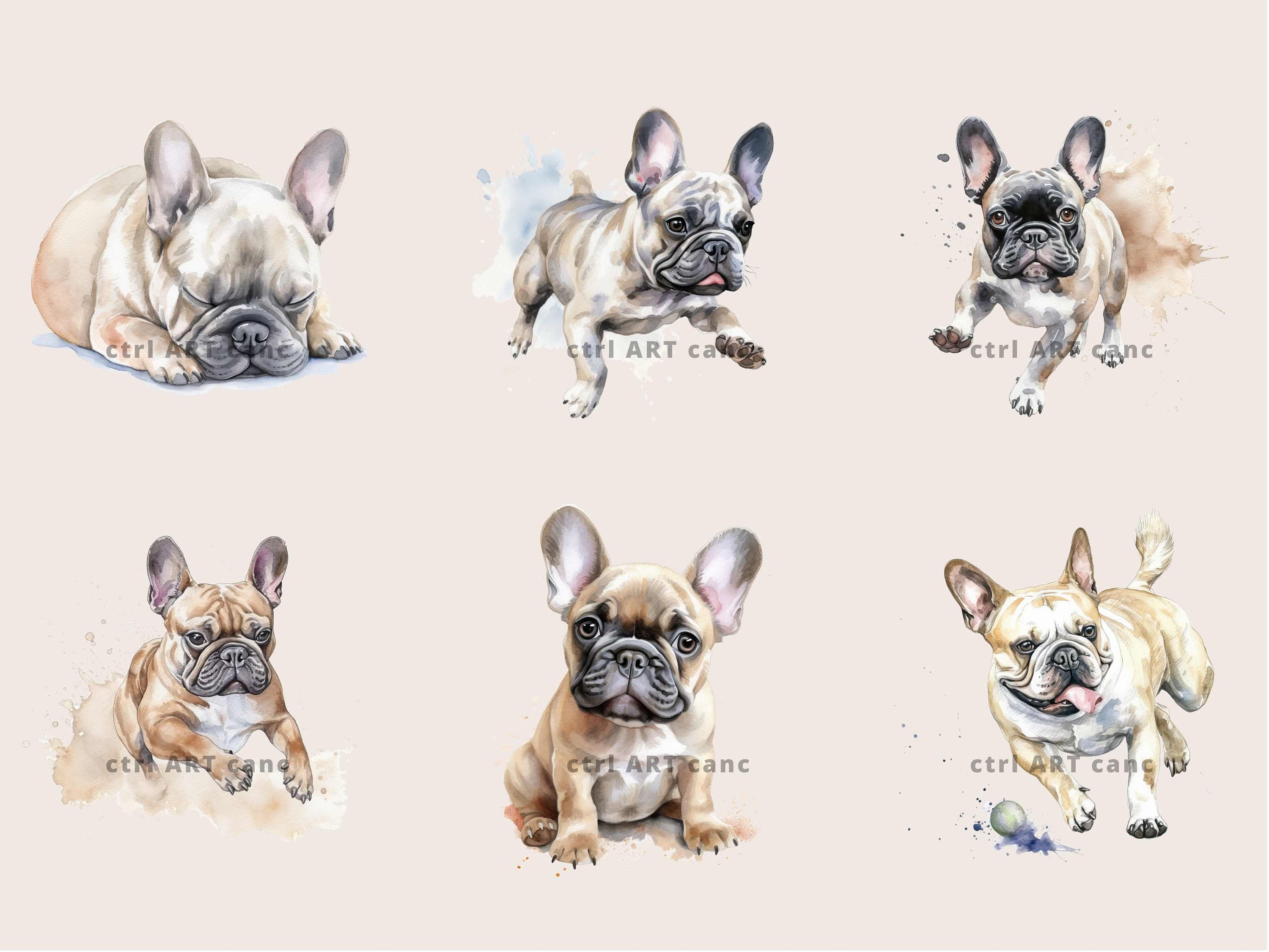 30 French Bulldog Clip Art Watercolor Dog PNG Frenchie - Etsy