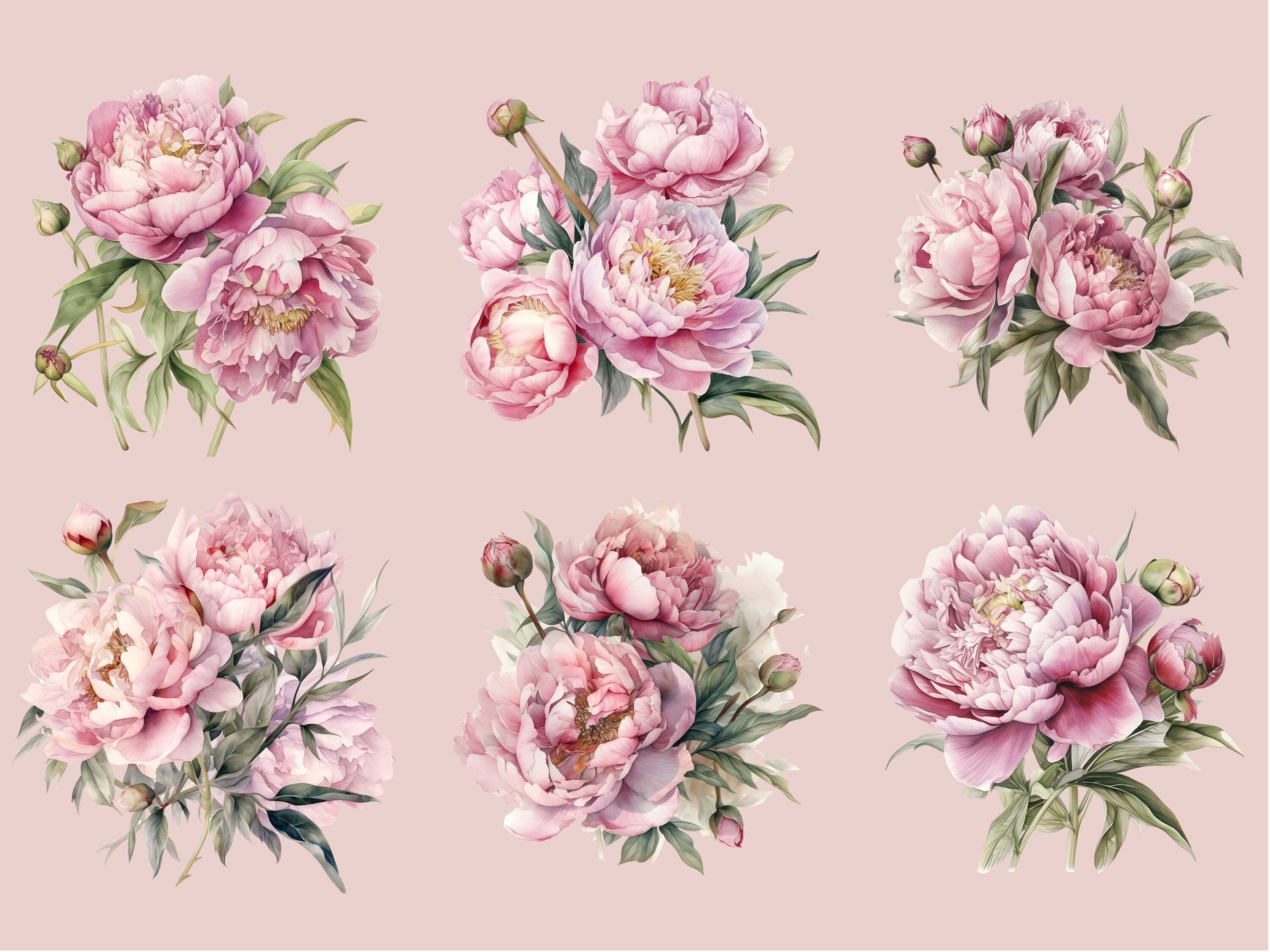 Pink Peony Watercolor Clipart: 30 Flower PNG Bundle (digital Download ...
