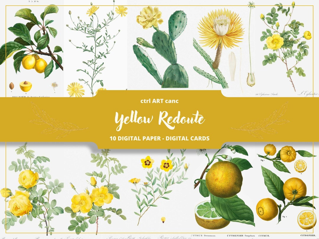 Yellow Botanical Illustration Pierre-joseph Redouté Illustration Floral ...