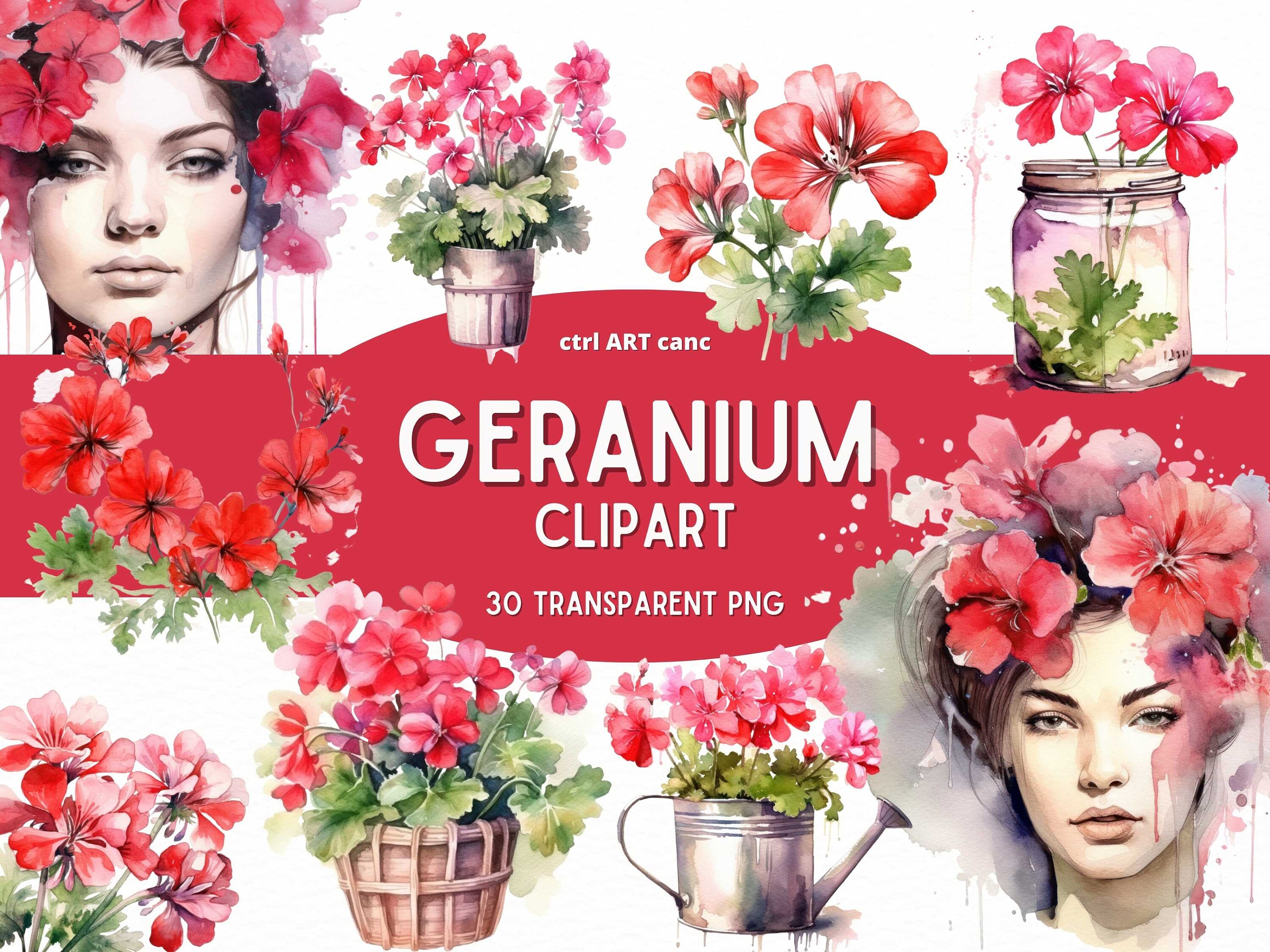 Geraniums Clipart School