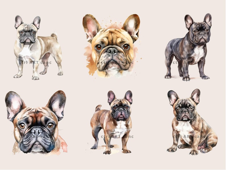 30 French Bulldog Clip Art Watercolor Dog PNG Frenchie - Etsy
