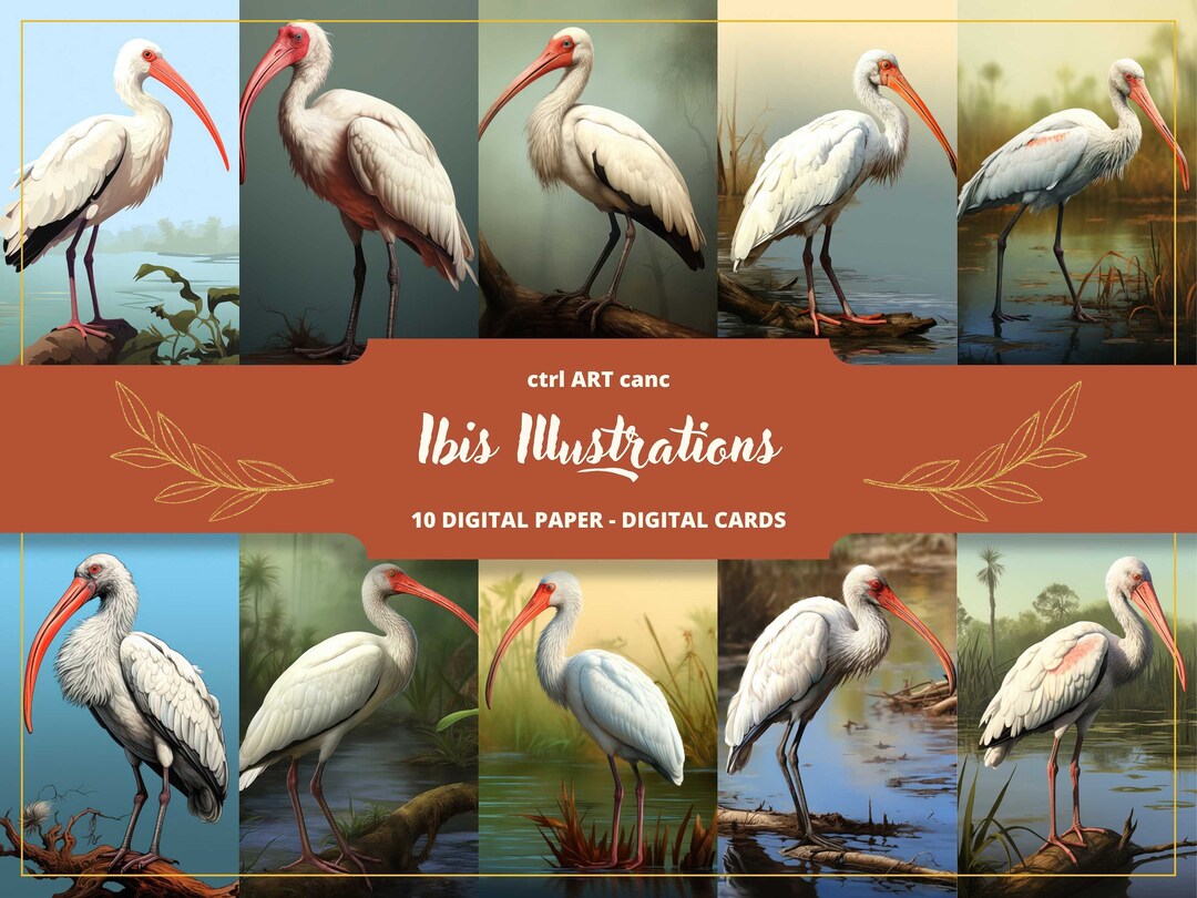 Ibis Illustrations Digital Paper: Bird Prints for Crafts (digital ...