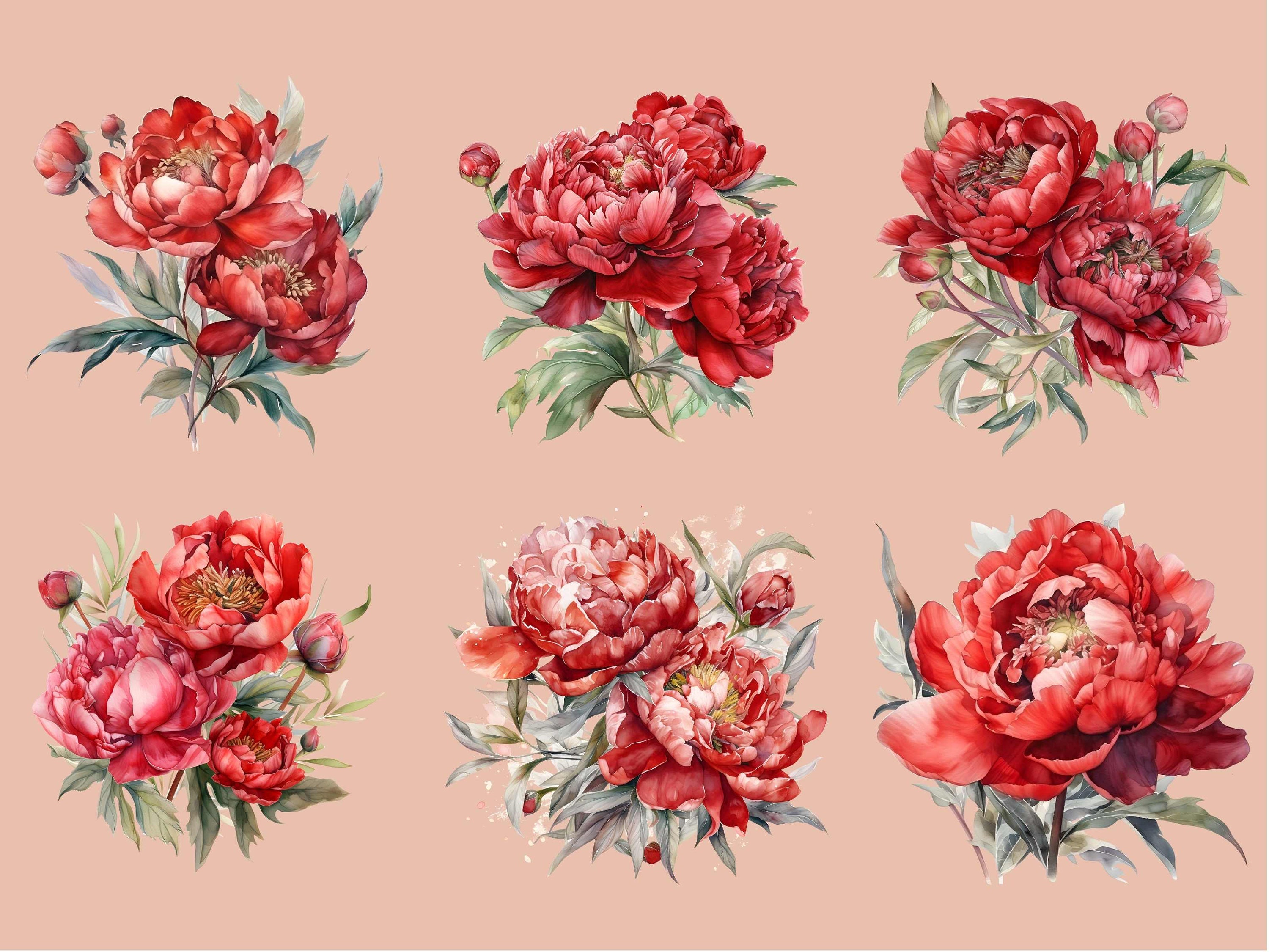 30 imágenes prediseñadas de peonía roja acuarela peonia roja - Etsy España