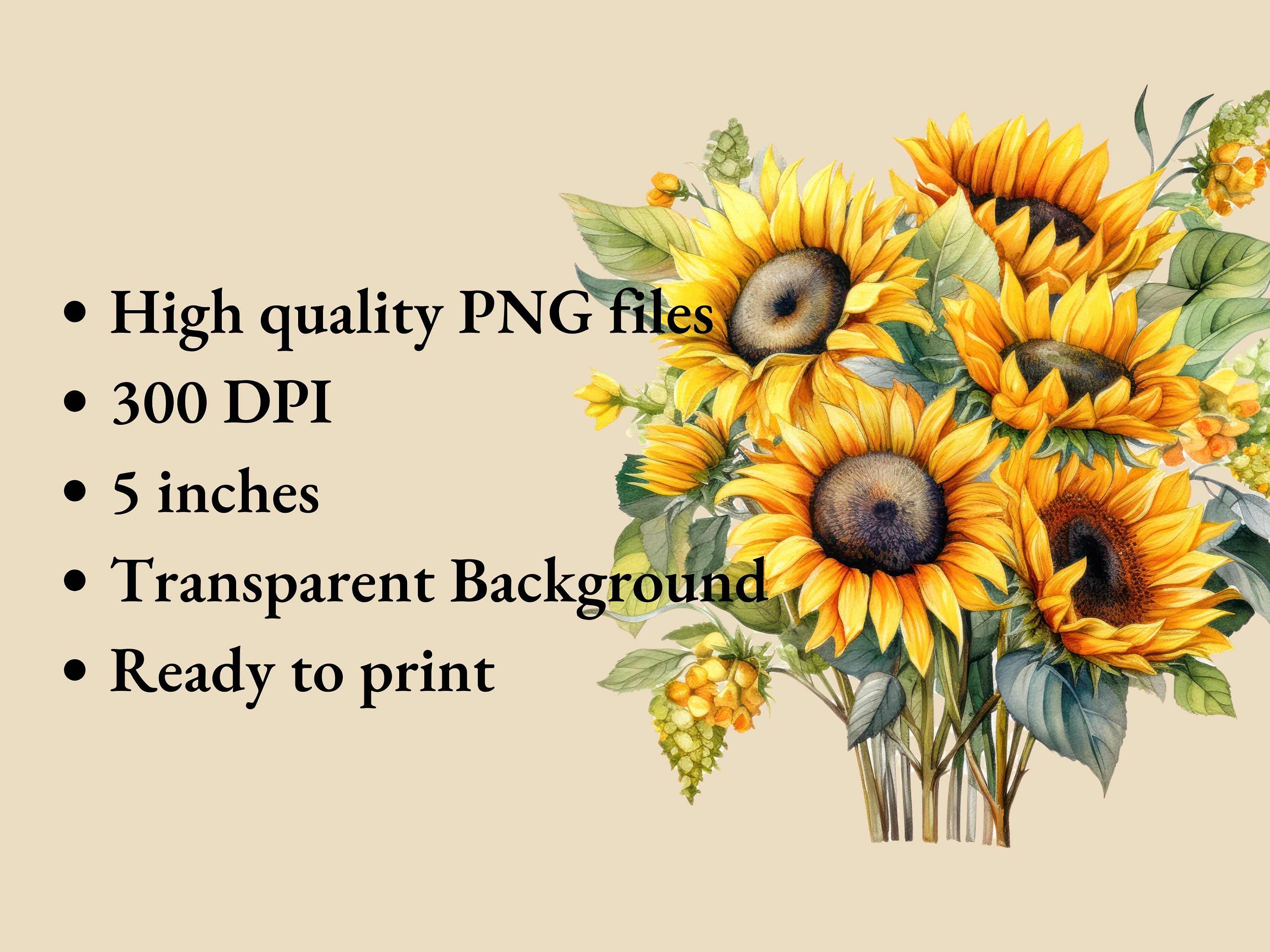 Watercolor Sunflower Clipart: Yellow Flower PNG Bundle (digital ...