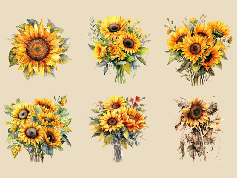 Watercolor Sunflower Clipart: Yellow Flower PNG Bundle (digital ...