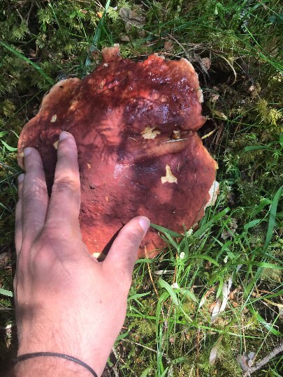 Boletus Edulis - Premium Grade Dried Porcini Mushrooms,boletus Mushroom ...