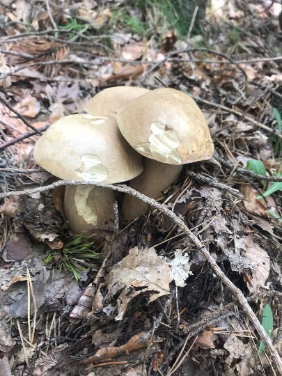 Boletus Edulis - Premium Grade Dried Porcini Mushrooms,boletus Mushroom ...
