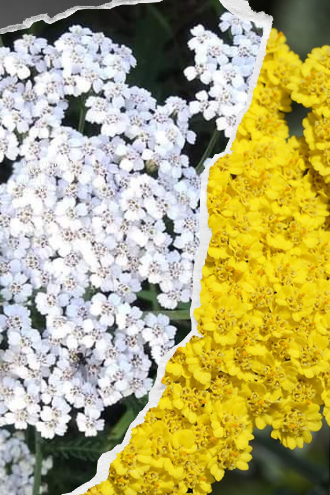 Yarrow Herb Natures Gold. Golden Yarrow Common Yarrow Milfoil Soldier's ...