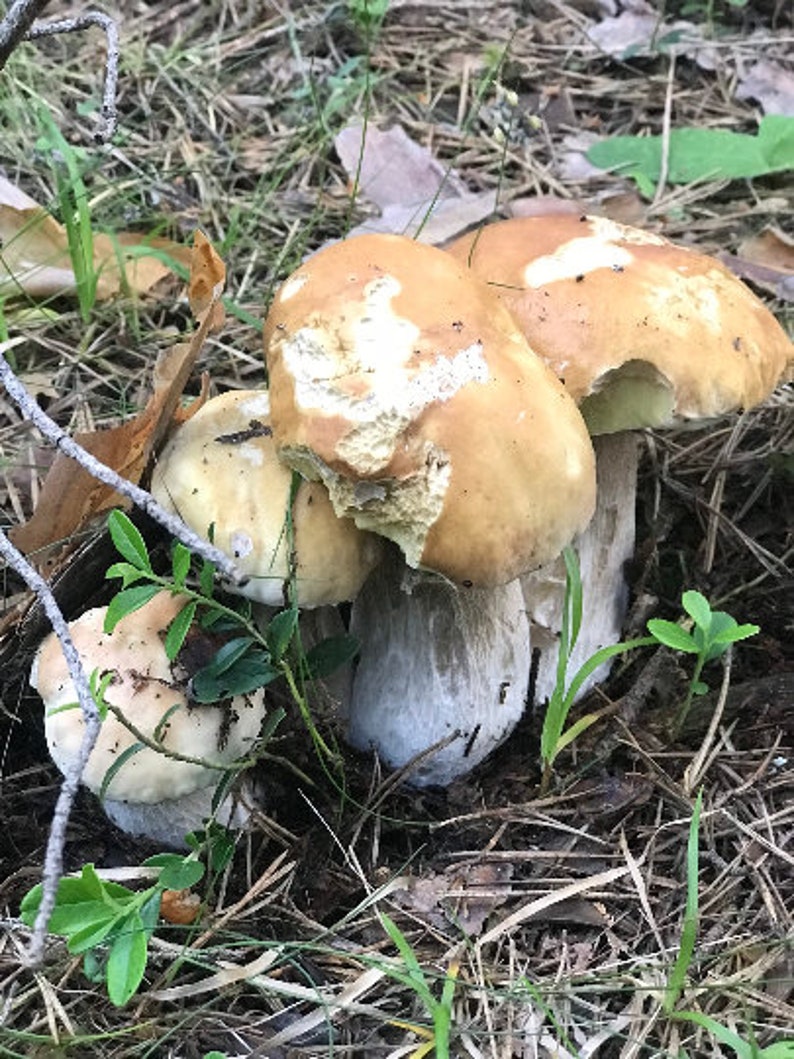 Boletus edulis - premium gedroogde eekhoorntjesbrood, boleet ...