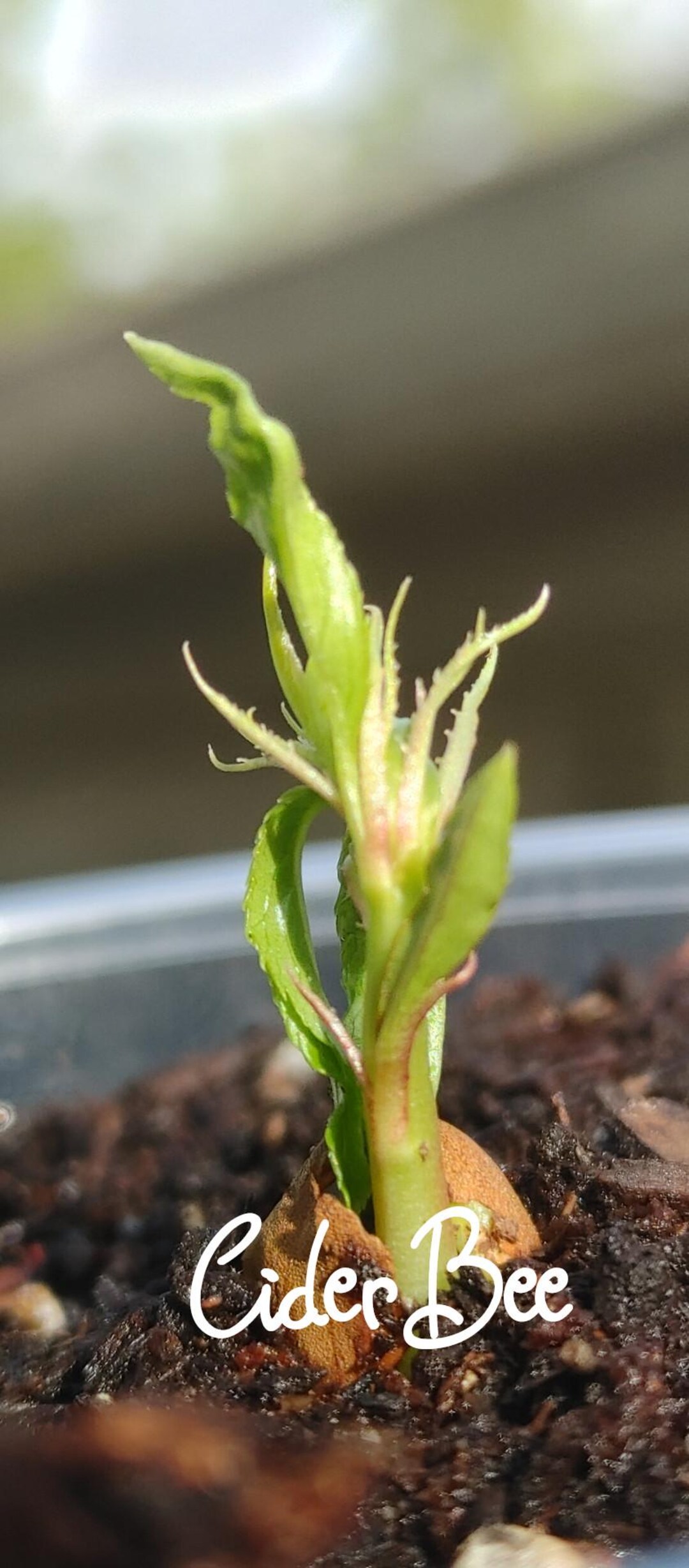 Cold Hardy Northern Peach Tree Seeds, 5 SEEDS, Fruit Tree, Garden ...