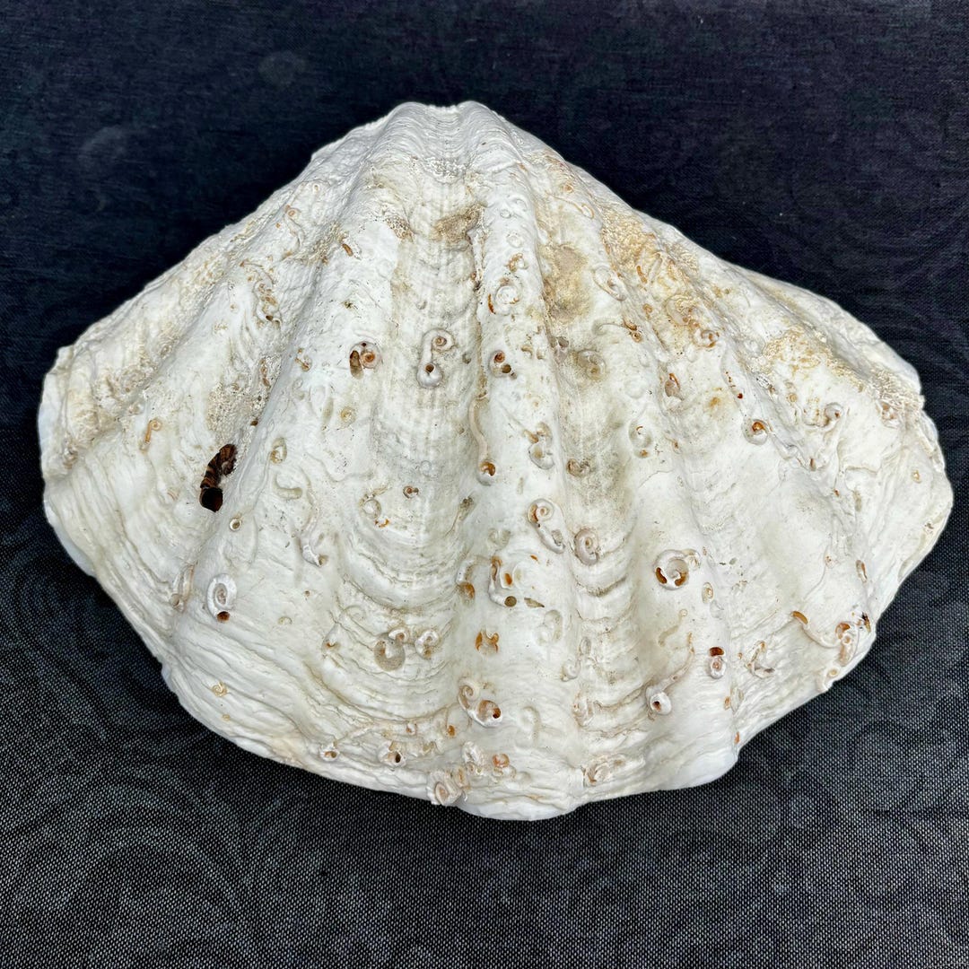 Large Antique Giant Clam Shell Specimen Vintage Ruffled - Etsy