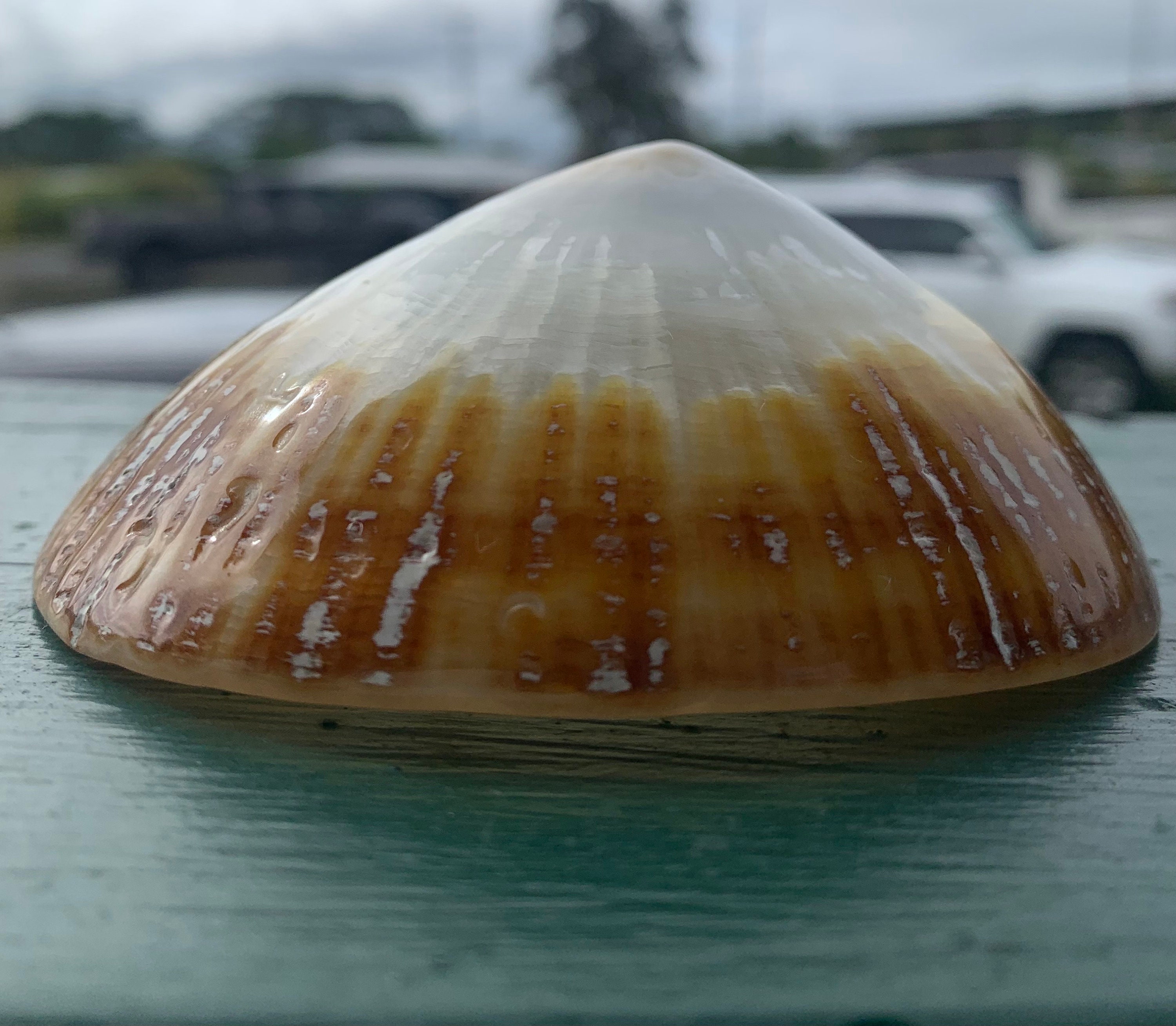 Rare Extra Large Hawaiian Opihi Limpet Shell 95.25mm - Etsy
