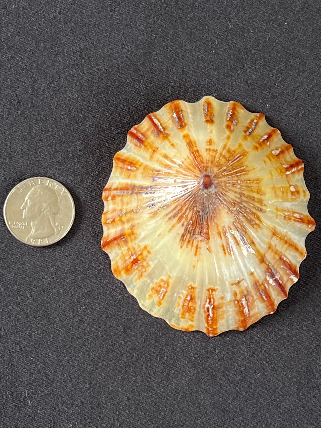X-tra Large Unique Natural Color Hawaiian Opihi Limpet Shell. Scalloped ...
