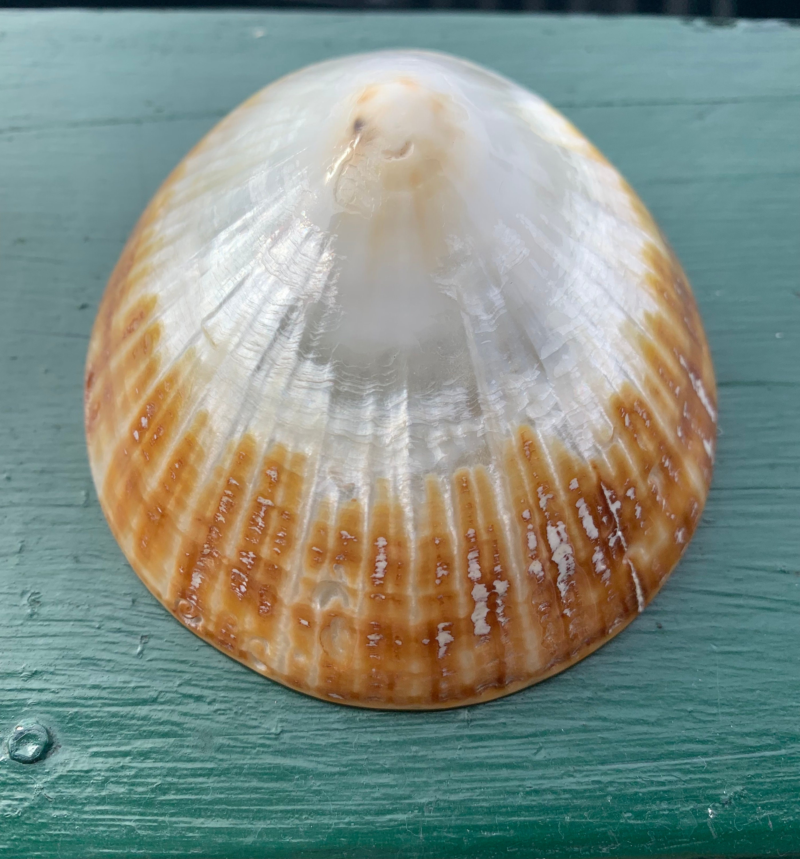 Rare Extra Large Hawaiian Opihi Limpet Shell 95.25mm - Etsy