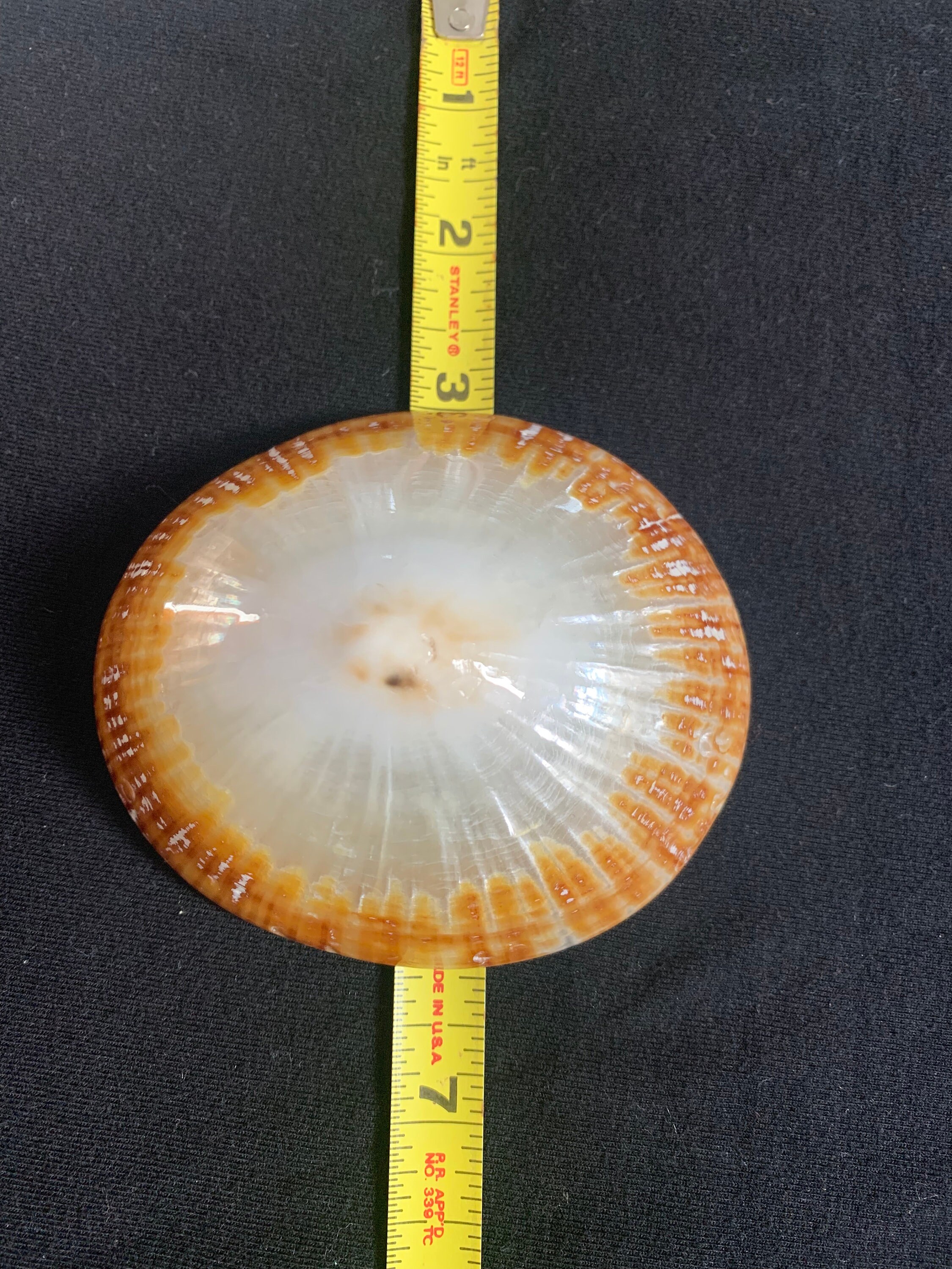 Rare Extra Large Hawaiian Opihi Limpet Shell 95.25mm - Etsy