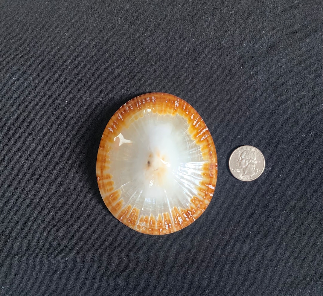 Rare Extra Large Hawaiian Opihi Limpet Shell 95.25mm - Etsy