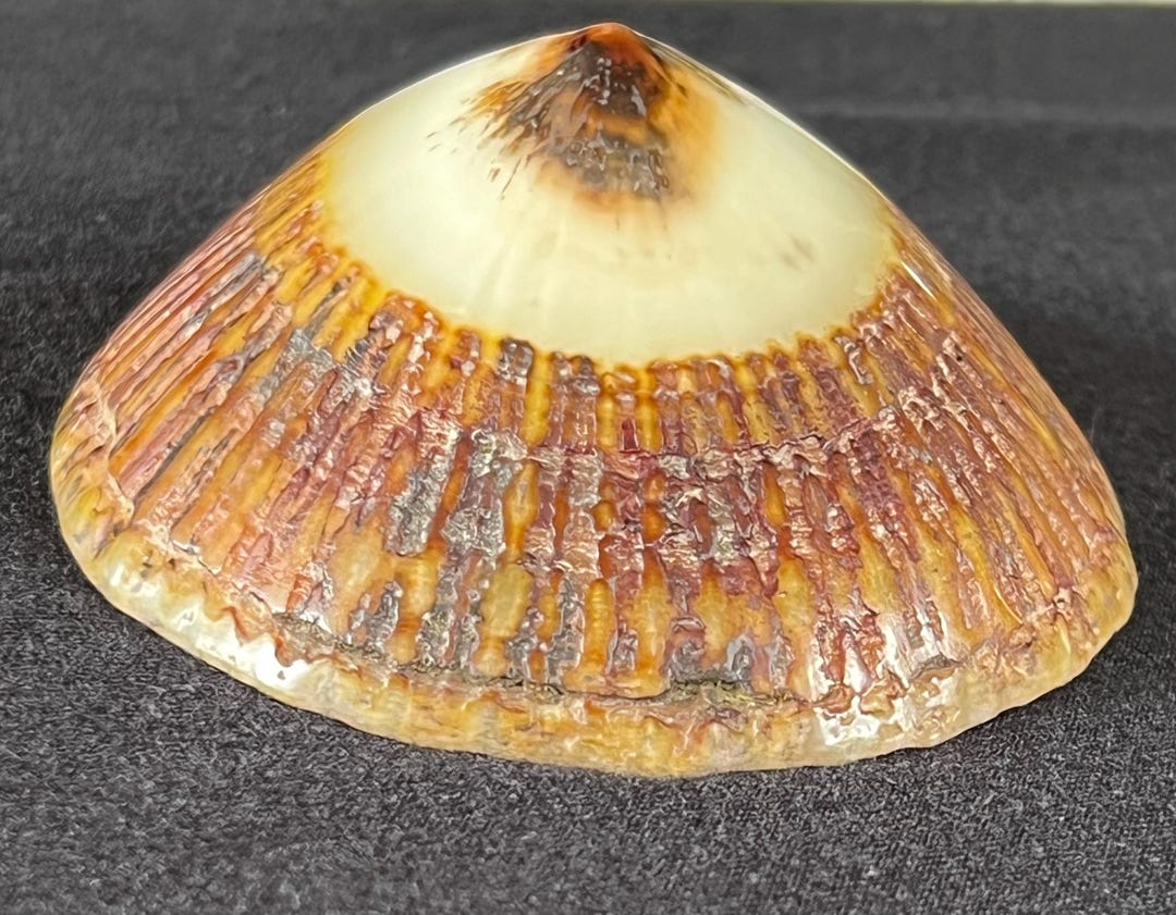 Extra Large Hawaiian Opihi Limpet Shell, 88.9mm - Etsy