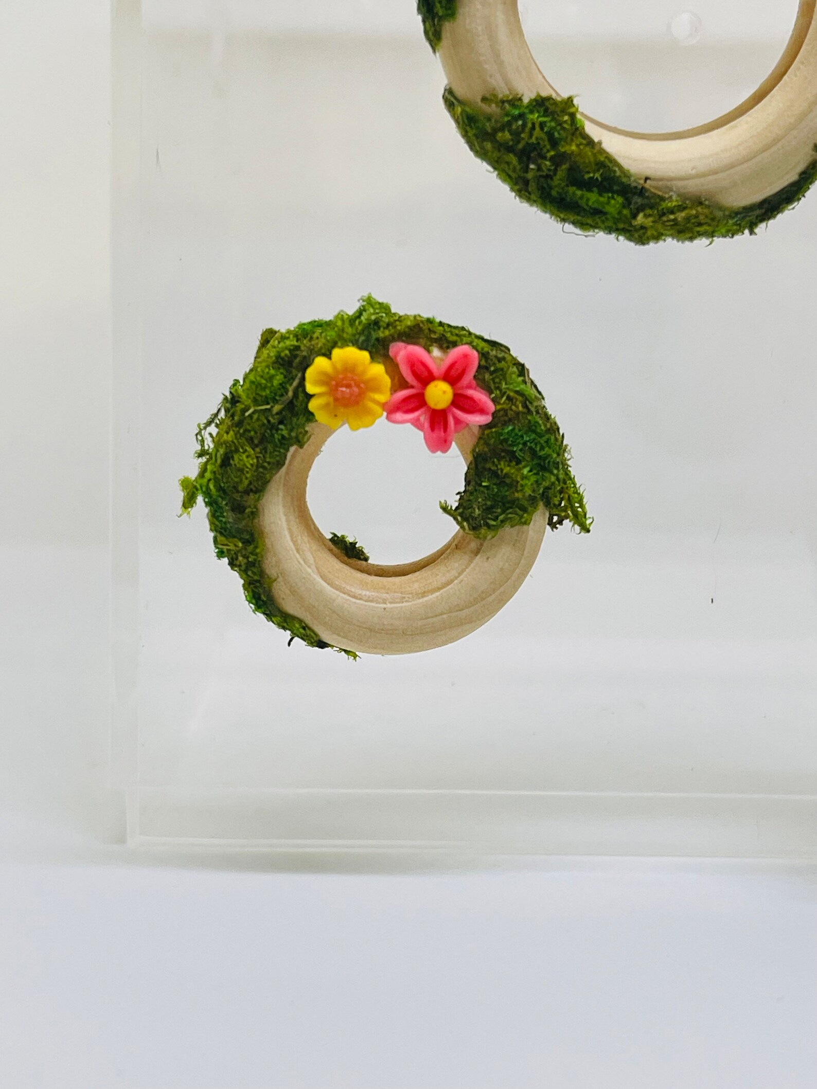 Ring Hide for Jumping Spiders: Moss & Flower Enrichment Toy - Etsy
