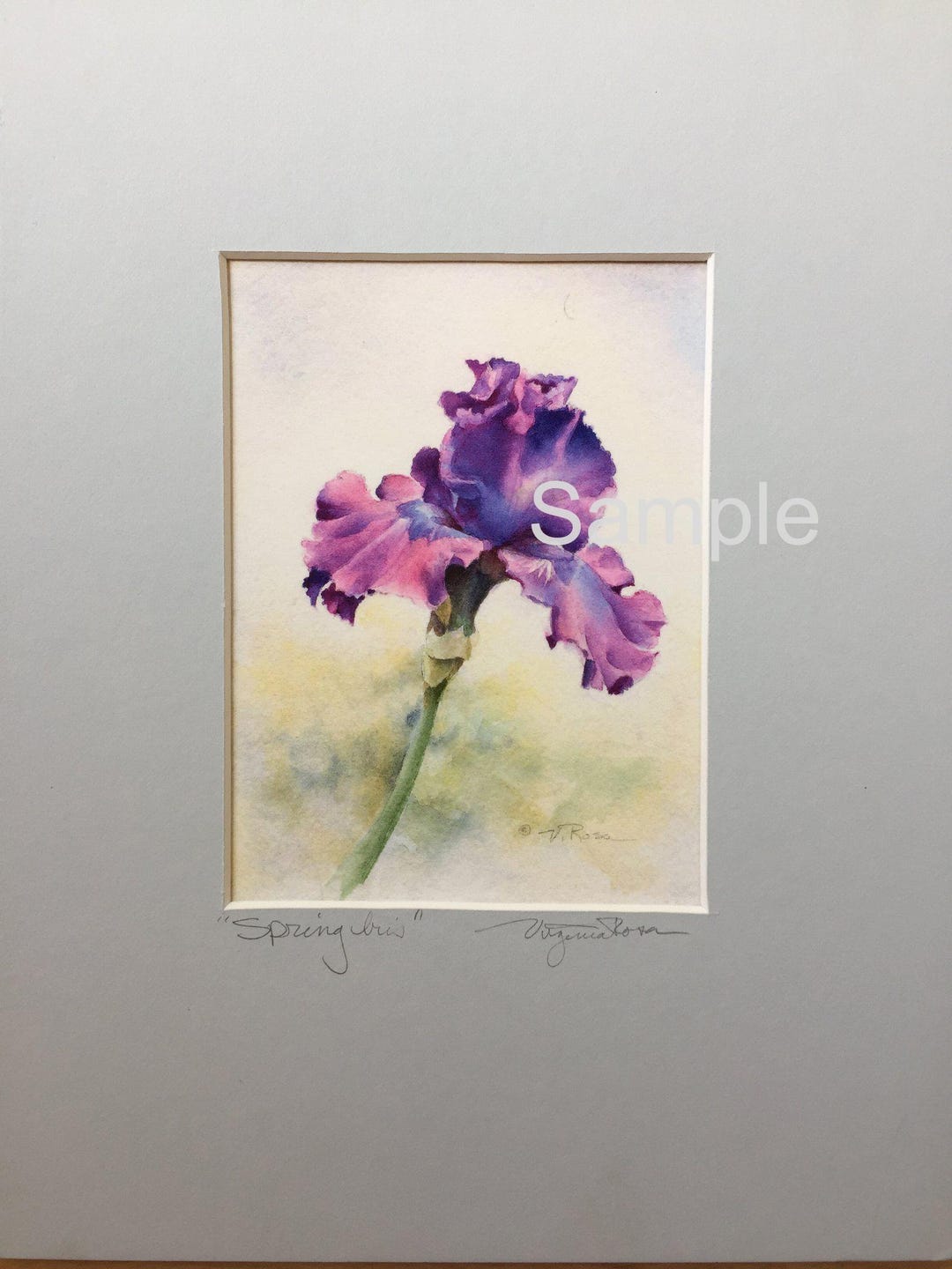 Spring Iris - Etsy
