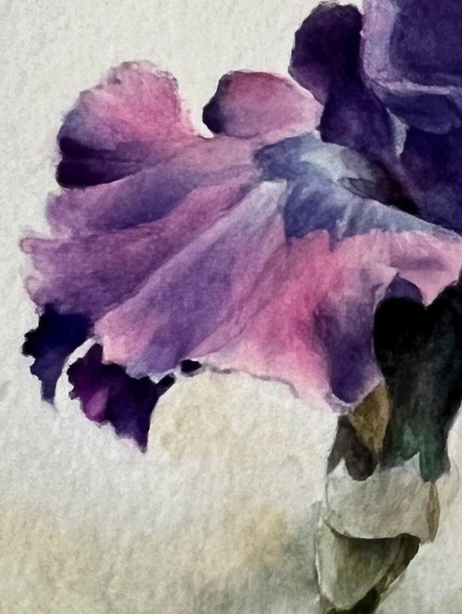 Spring Iris - Etsy