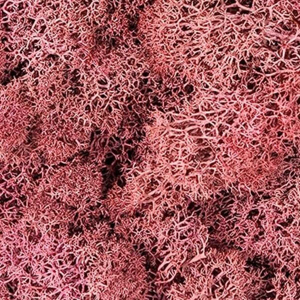 Pink Reindeer Moss - Etsy