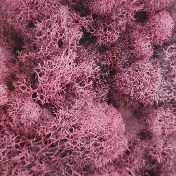 Pink Reindeer Moss - Etsy