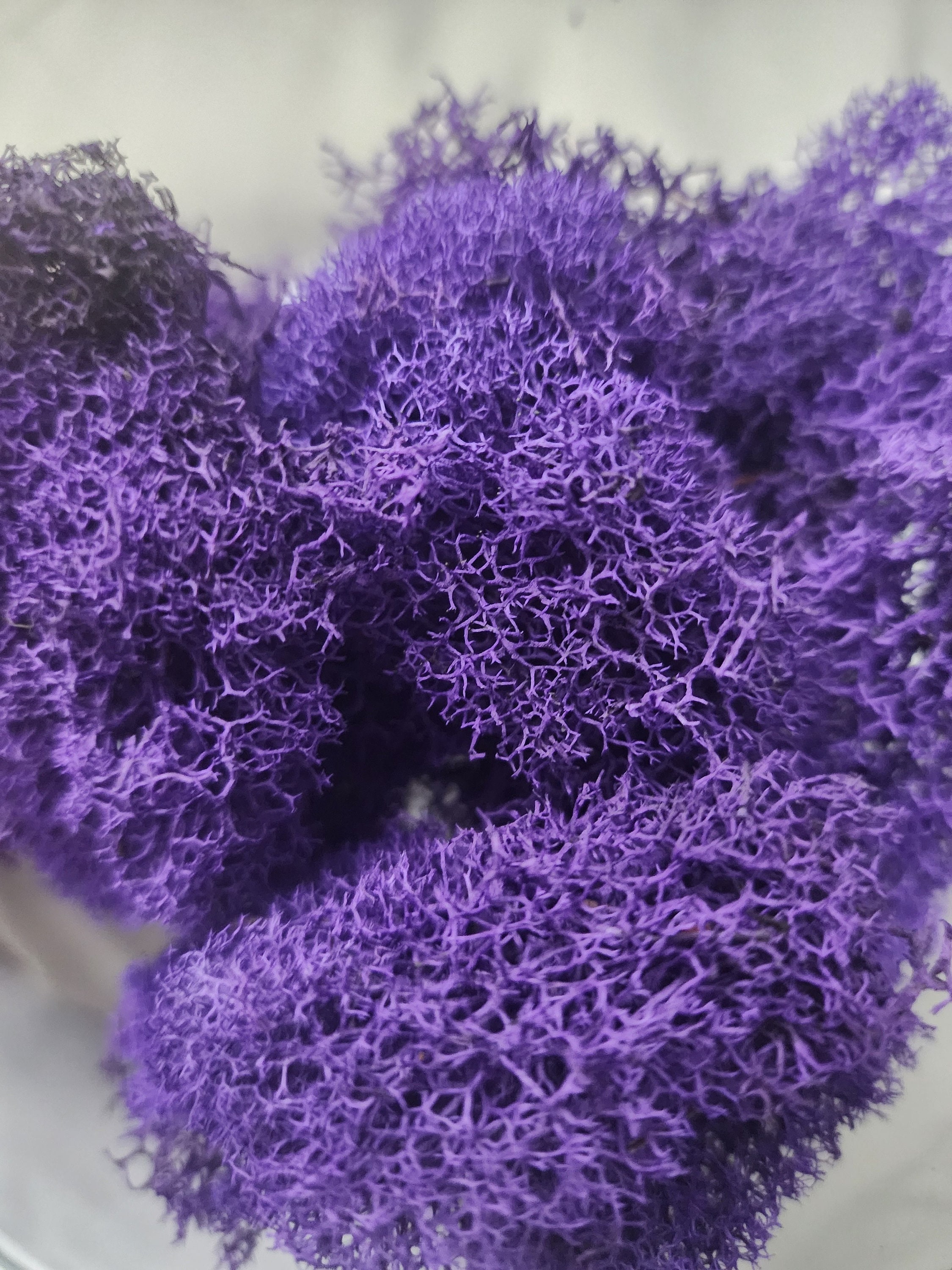 Preserved Moss, Purple Reindeer Moss, Moss Art, Purple Moss - Etsy