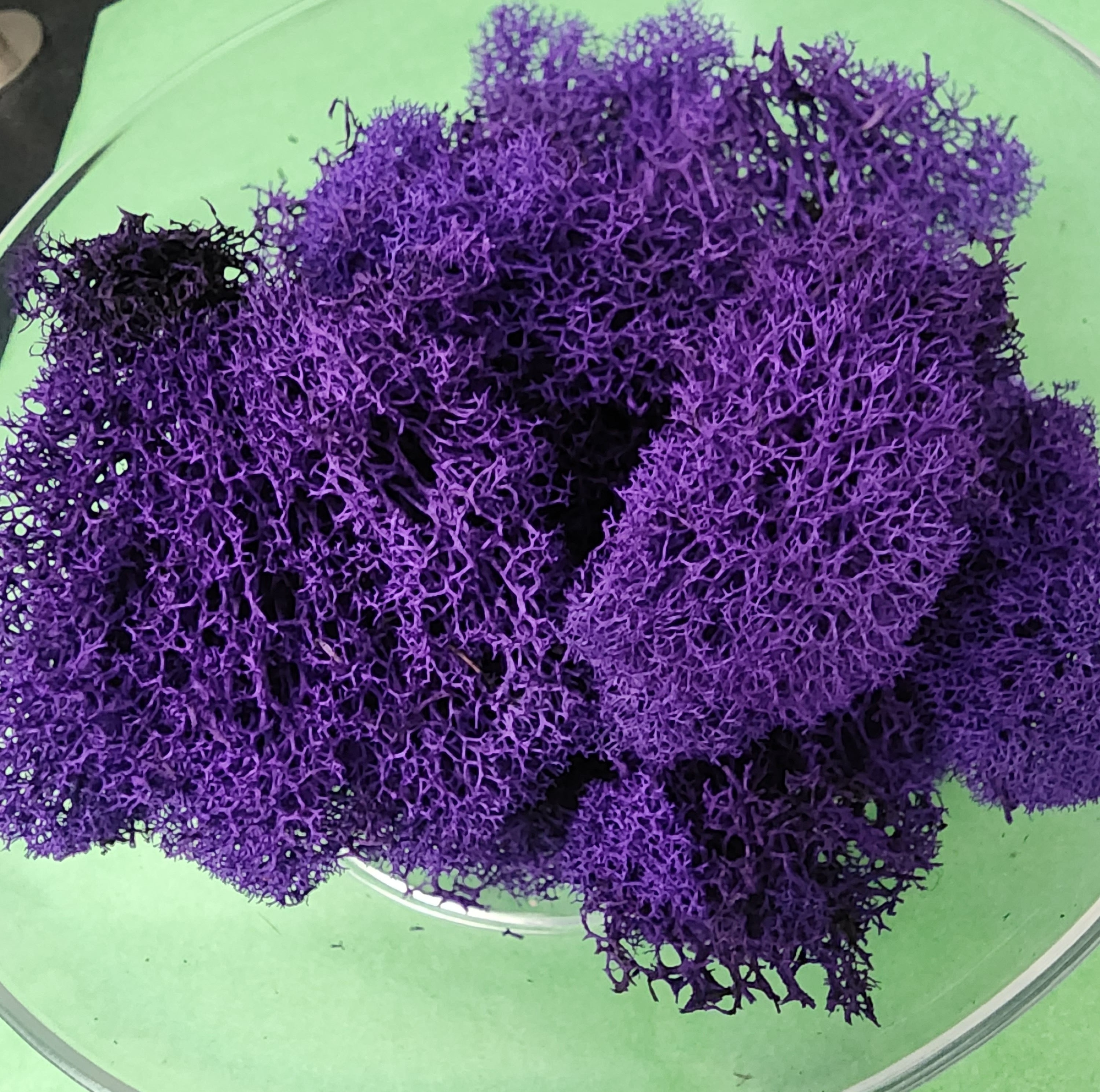 Preserved Moss, Purple Reindeer Moss, Moss Art, Purple Moss - Etsy