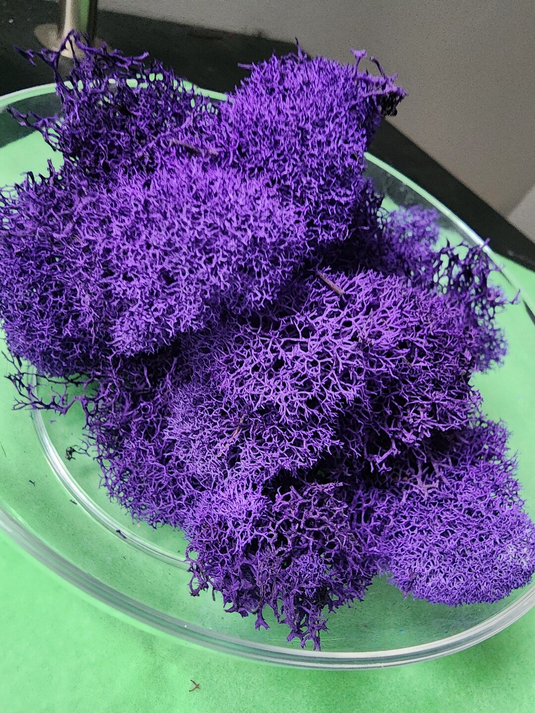 Preserved Moss, Purple Reindeer Moss, Moss Art, Purple Moss - Etsy