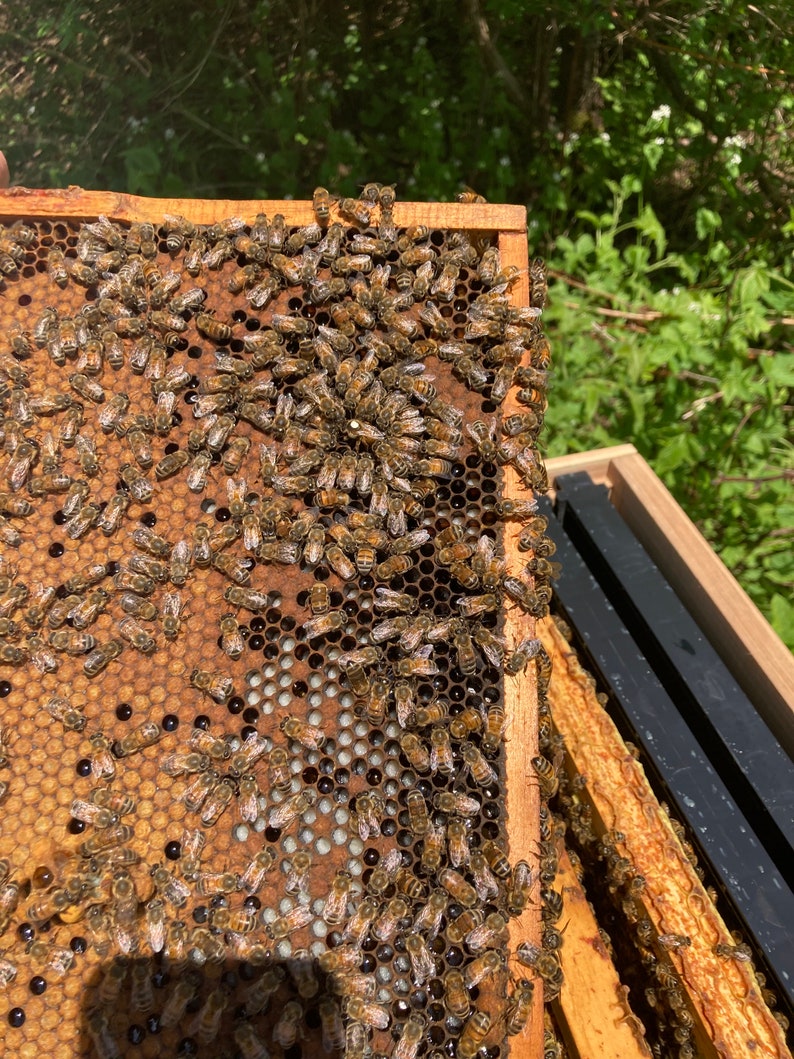 Beeswax Irish Shamrock Tealights- Set of 2 - Etsy