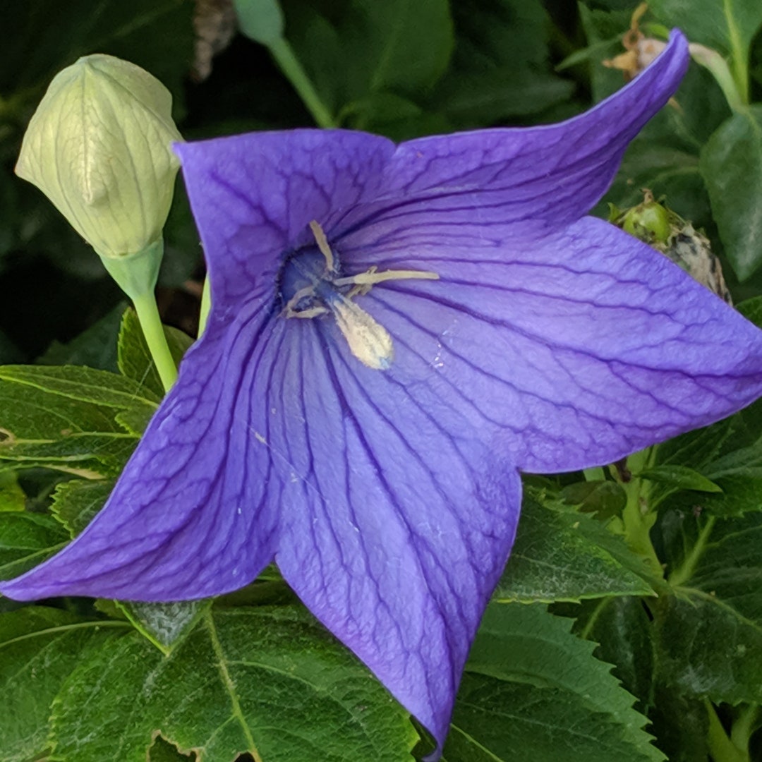 Balloon Flower Platycodon Grandiflorus 150 Seeds - Etsy