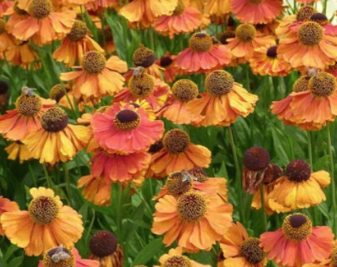 Sneezeweed Helenium Autumnale 100-300 Seeds Perennial - Etsy