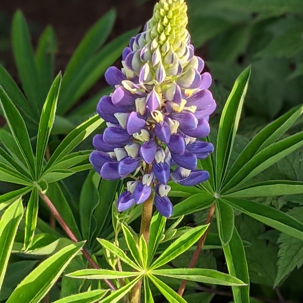 Purple Lupine - Etsy