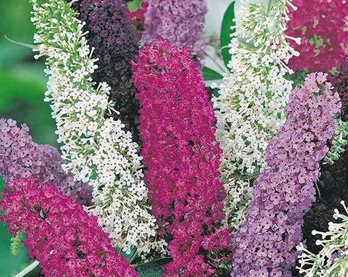 Butterfly Bush Summer Lilac Buddleia Davidii 25 Seeds - Etsy