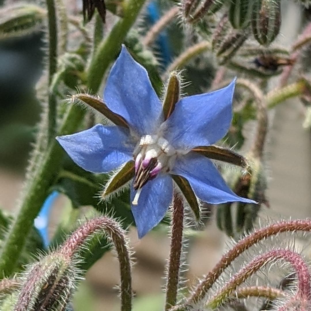 Borage Star Flower Bee Flower Borago Officinalis 75 - Etsy