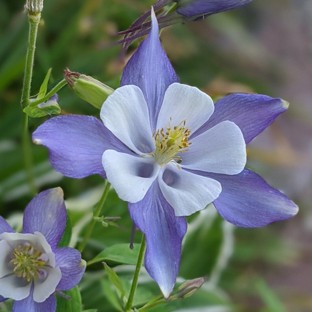 Columbine Blue Star Aquilegia Caerulea 100 Seeds - Etsy